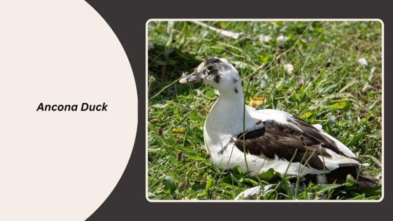 16 Types of Common Domestic Ducks: Identification with Pictures