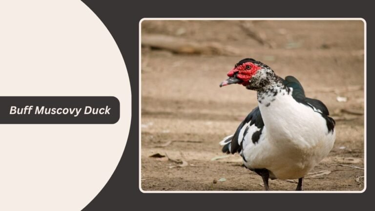 12 Types of Muscovy Ducks: Colors, Habitat, Behaviors & ID