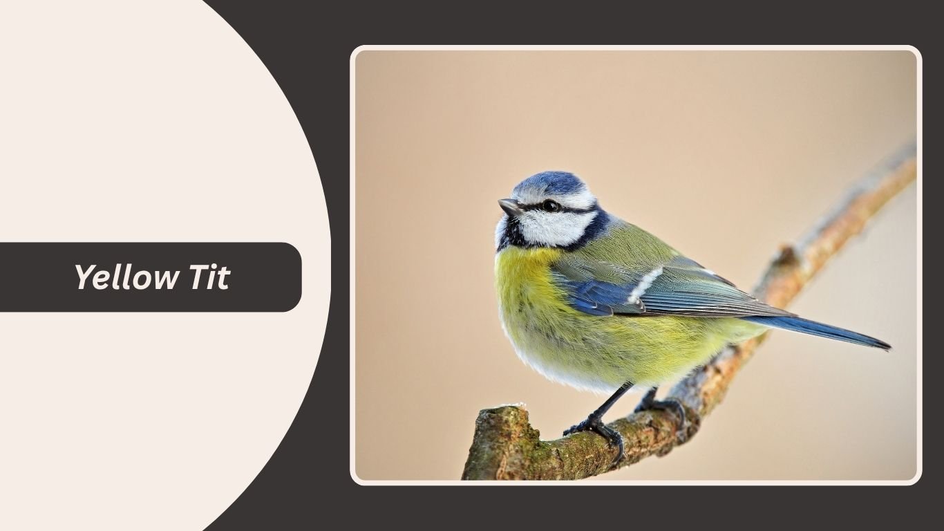 25 Types of Tit Birds: Identification, Habitat, and Images