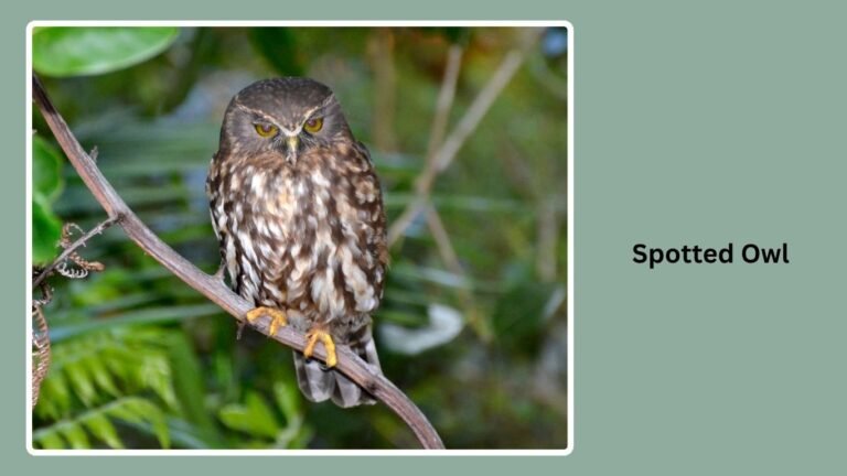 32 Types of Owls: Common species (Name With Picture)