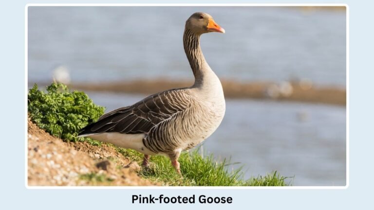 35 Types of Goose: Identification With Name & Pictures