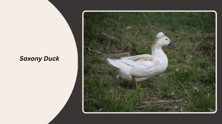 16 Types of Common Domestic Ducks: Identification with Pictures