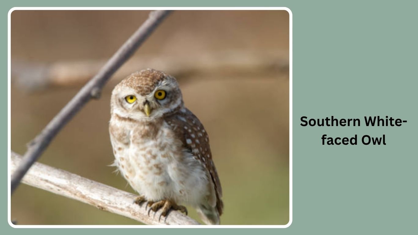 32 Types of Owls: Common species (Name With Picture)