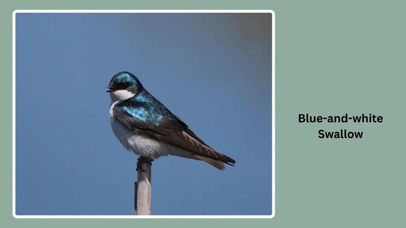 30 Types of Swallow Birds: Identification, Habits, and Nesting
