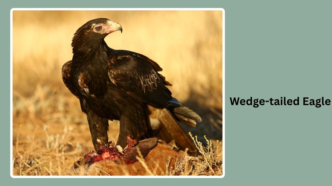 25 Types of Eagles Around the World: Identification With Picture