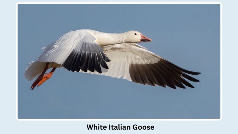 14 Types of Completely White Geese (Identification & Growth Details)