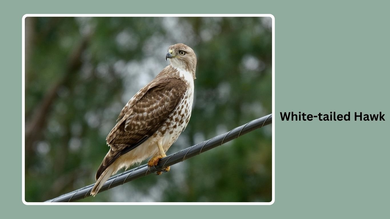 35 Types of Hawks: Identification With name and Images