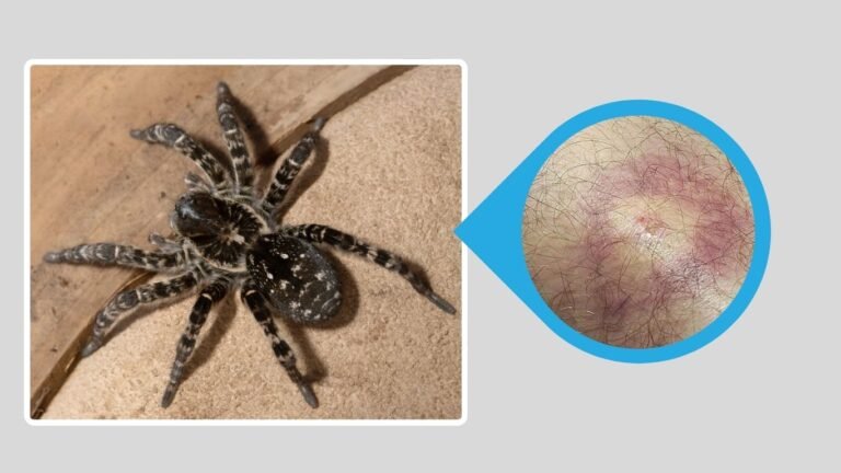 15 Types of Wolf Spiders: Identification, Bites & Habitats