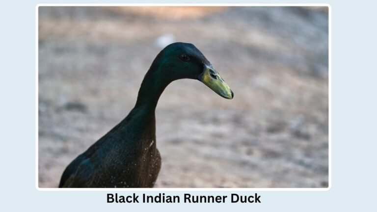 25 Types of Black Ducks: Identification with Name & Pictures