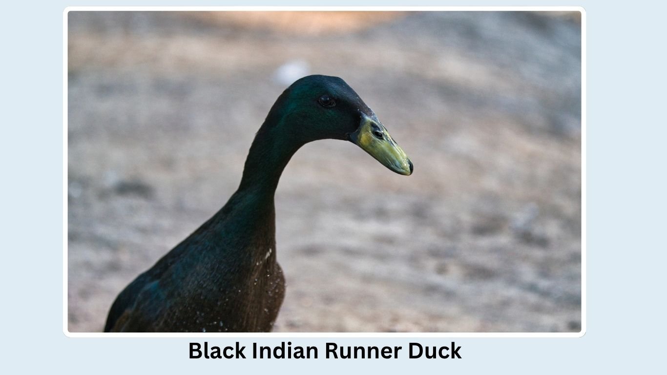 25 Types of Black Ducks: Identification with Name & Pictures