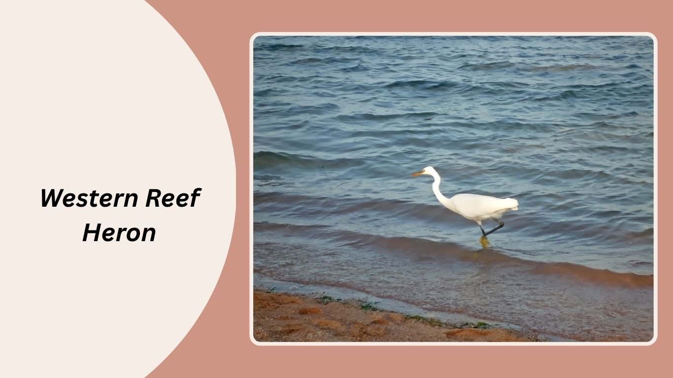 17 Common Types of Herons: Images, Traits, and Habitats