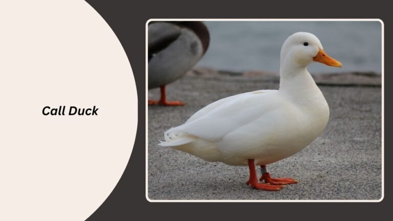 16 Types of Common Domestic Ducks: Identification with Pictures