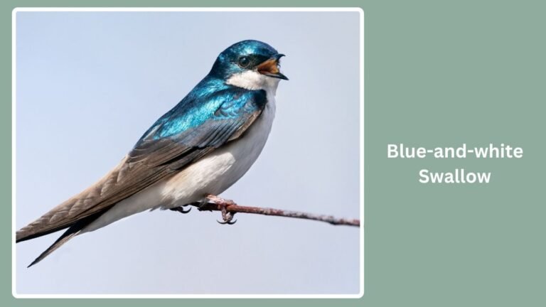 23 Completely Blue Birds: Identification with Pictures