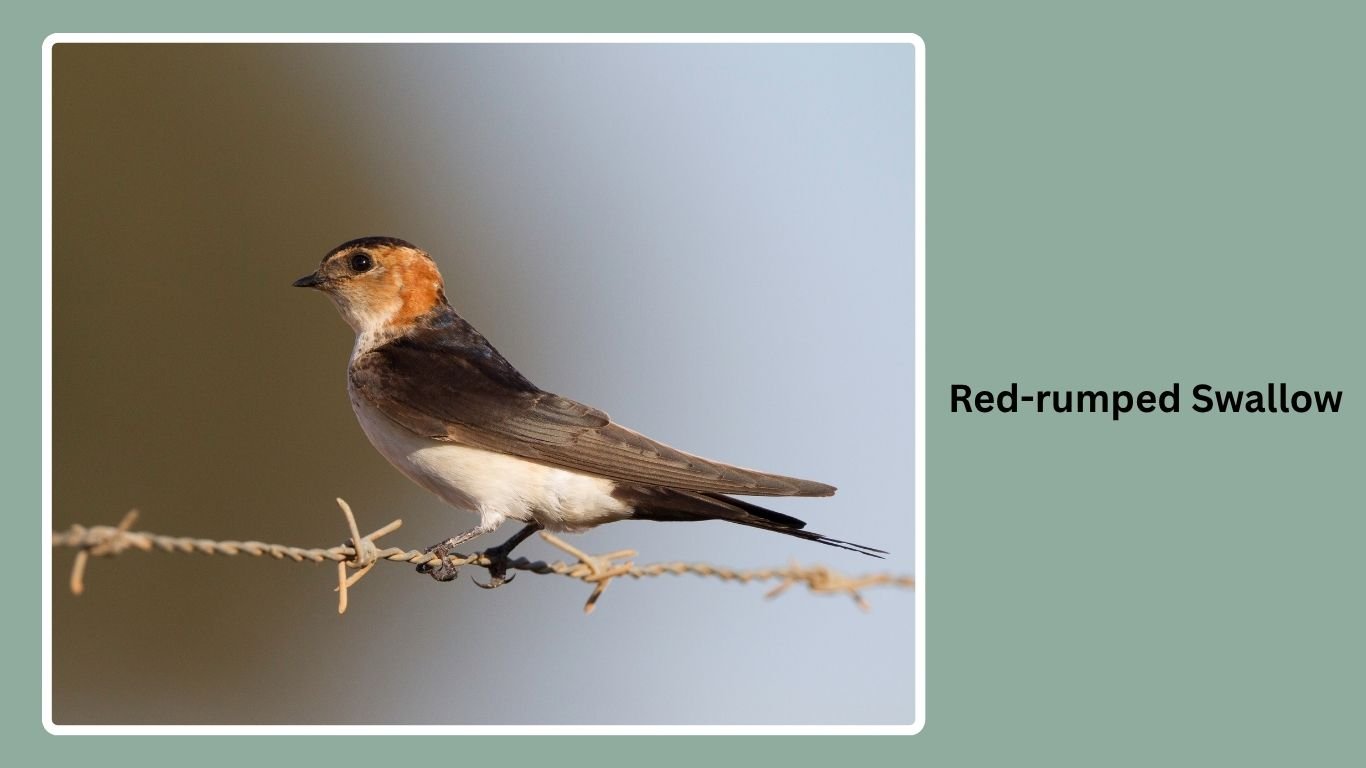 30 Types of Swallow Birds: Identification, Habits, and Nesting