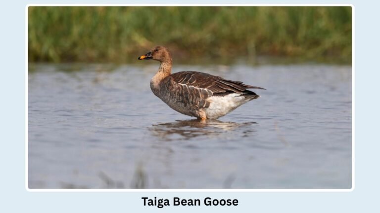 35 Types of Goose: Identification With Name & Pictures