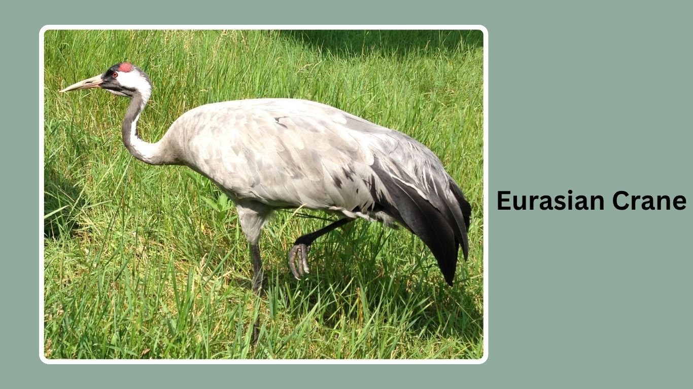 16 Types of Common Crane Birds: Identification with Images