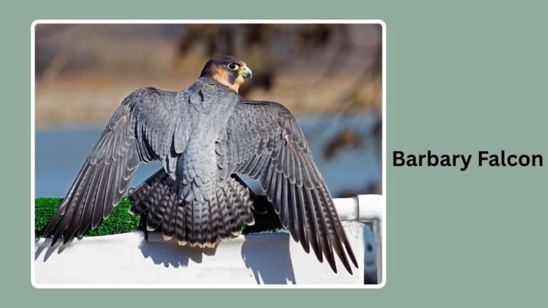 20 Types of Falcons Birds: Identification With Name & Images
