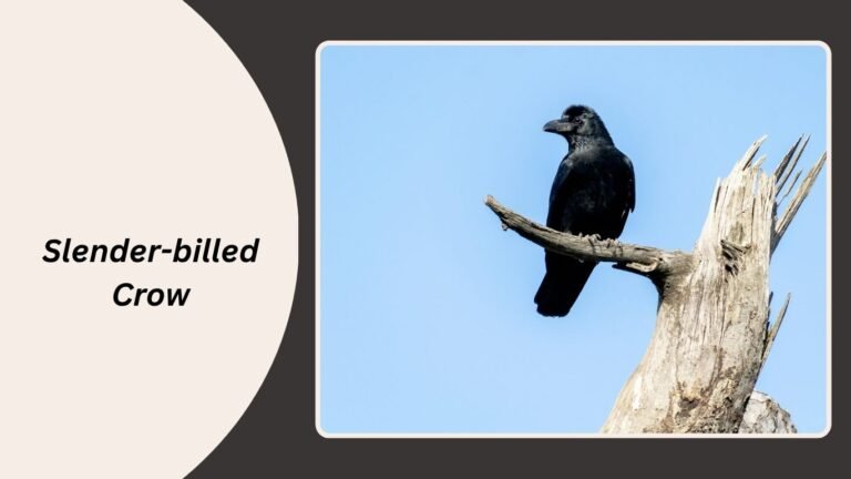 23 Types of Crows: Identification with Name & Pictures