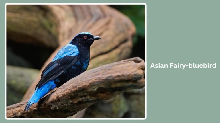 23 Completely Blue Birds: Identification with Pictures