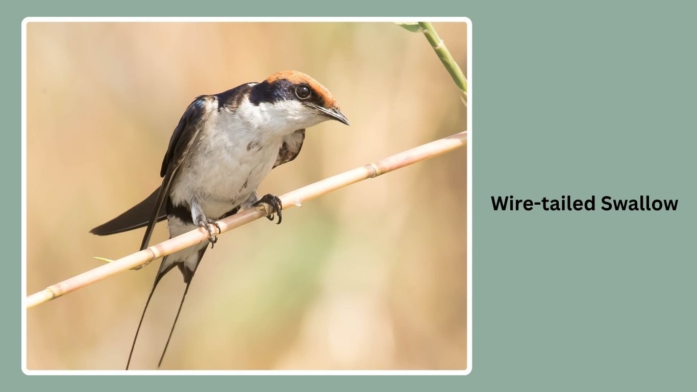 30 Types of Swallow Birds: Identification, Habits, and Nesting