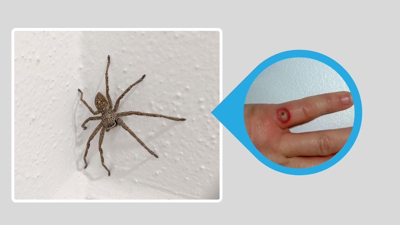 15 Types of Wolf Spiders: Identification, Bites & Habitats