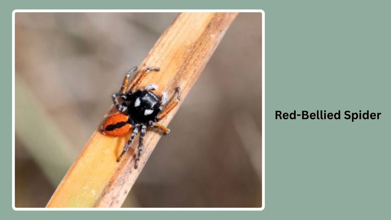 21 Types of Red Spiders (Identification By Images)