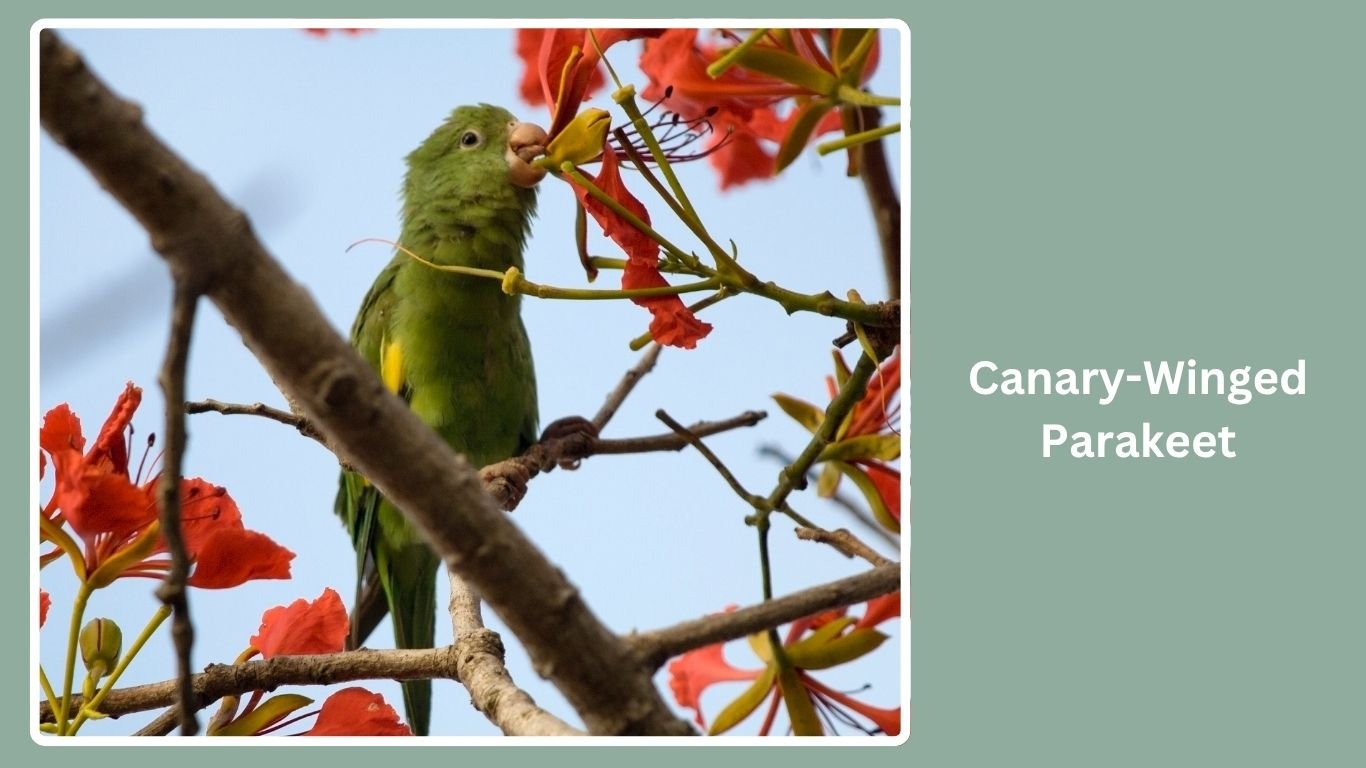 17 Amazing Birds That Can Talk: They Can Mimic Human Speech