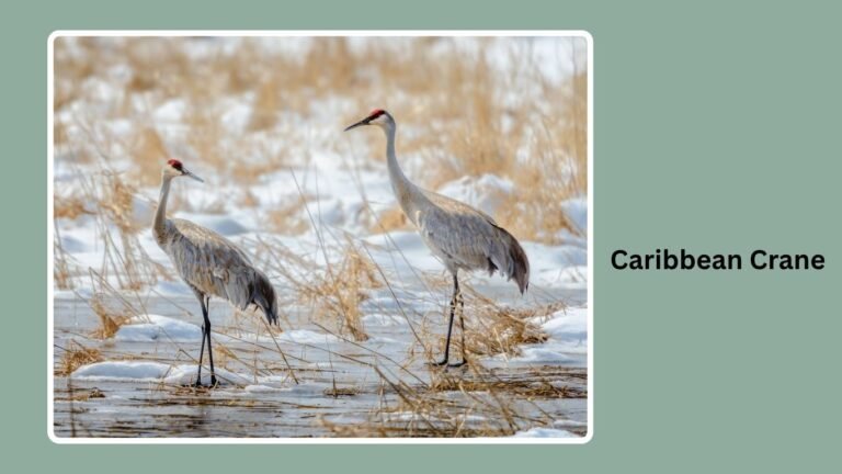 16 Types of Common Crane Birds: Identification with Images