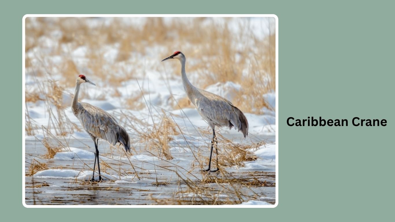 16 Types of Common Crane Birds: Identification with Images