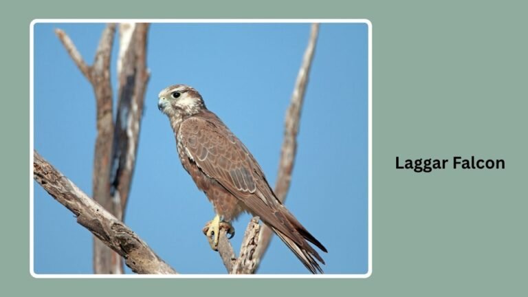 20 Types of Falcons Birds: Identification With Name & Images