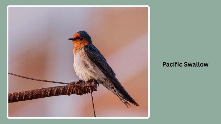 30 Types of Swallow Birds: Identification, Habits, and Nesting