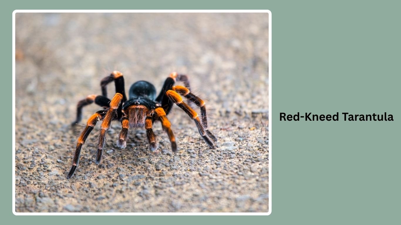 21 Types of Red Spiders (Identification By Images)