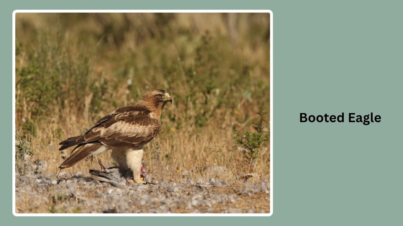 25 Types of Eagles Around the World: Identification With Picture