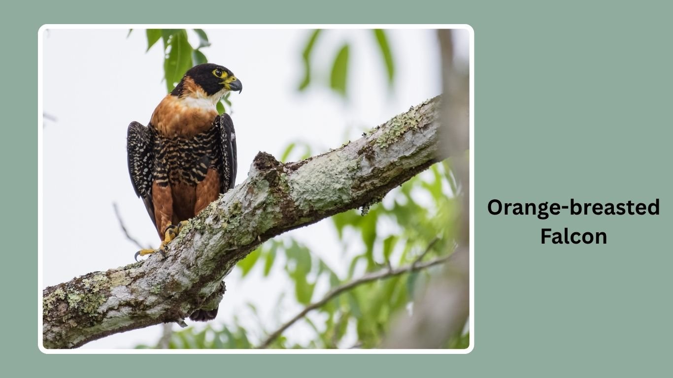 20 Types of Falcons Birds: Identification With Name & Images