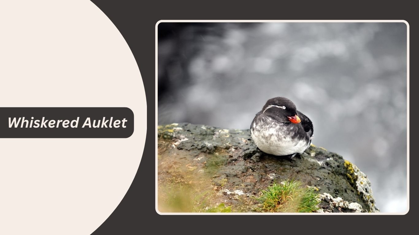 18 Types of Auk Birds: Identification, Habitat & Pictures