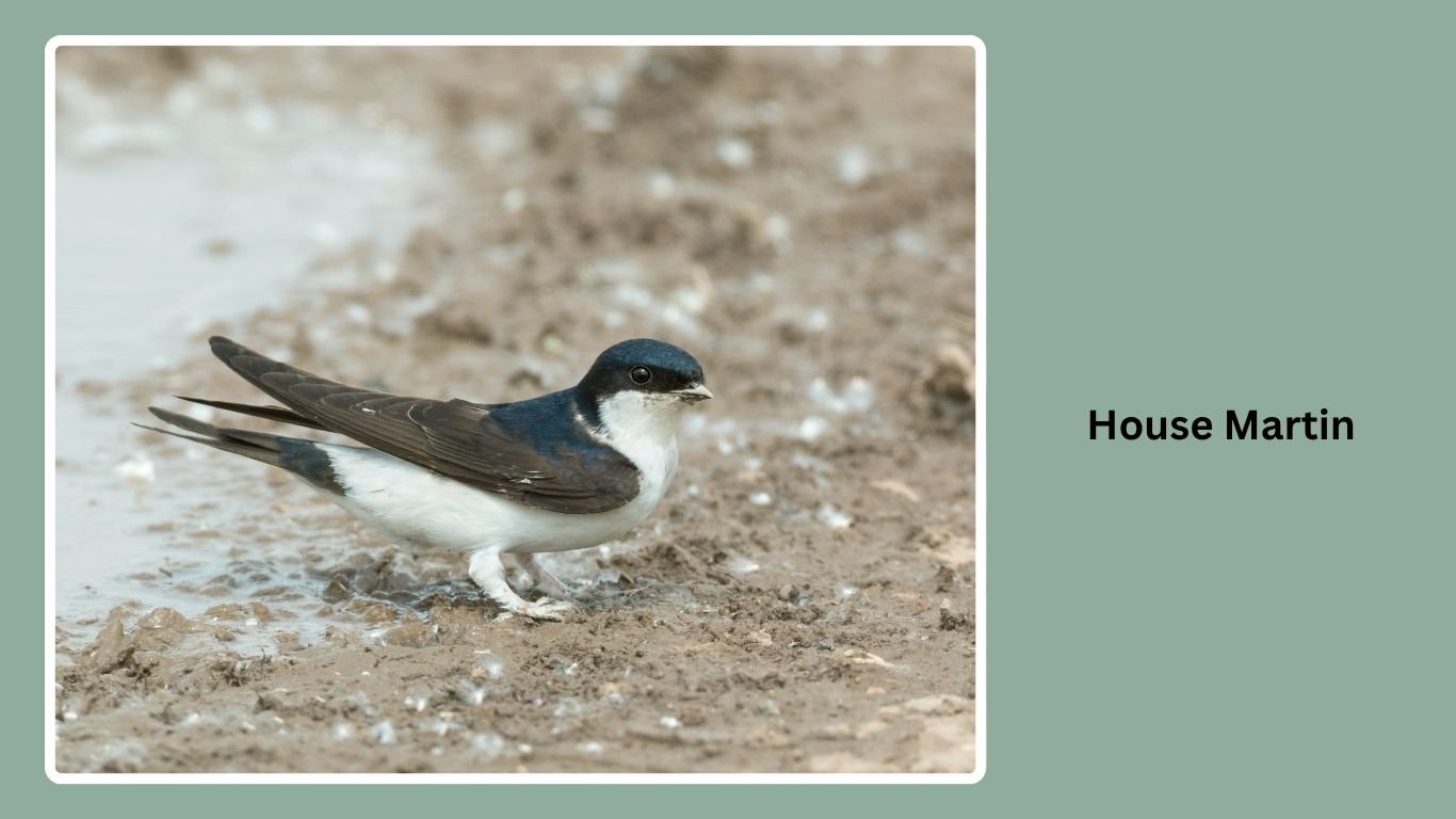30 Types of Swallow Birds: Identification, Habits, and Nesting