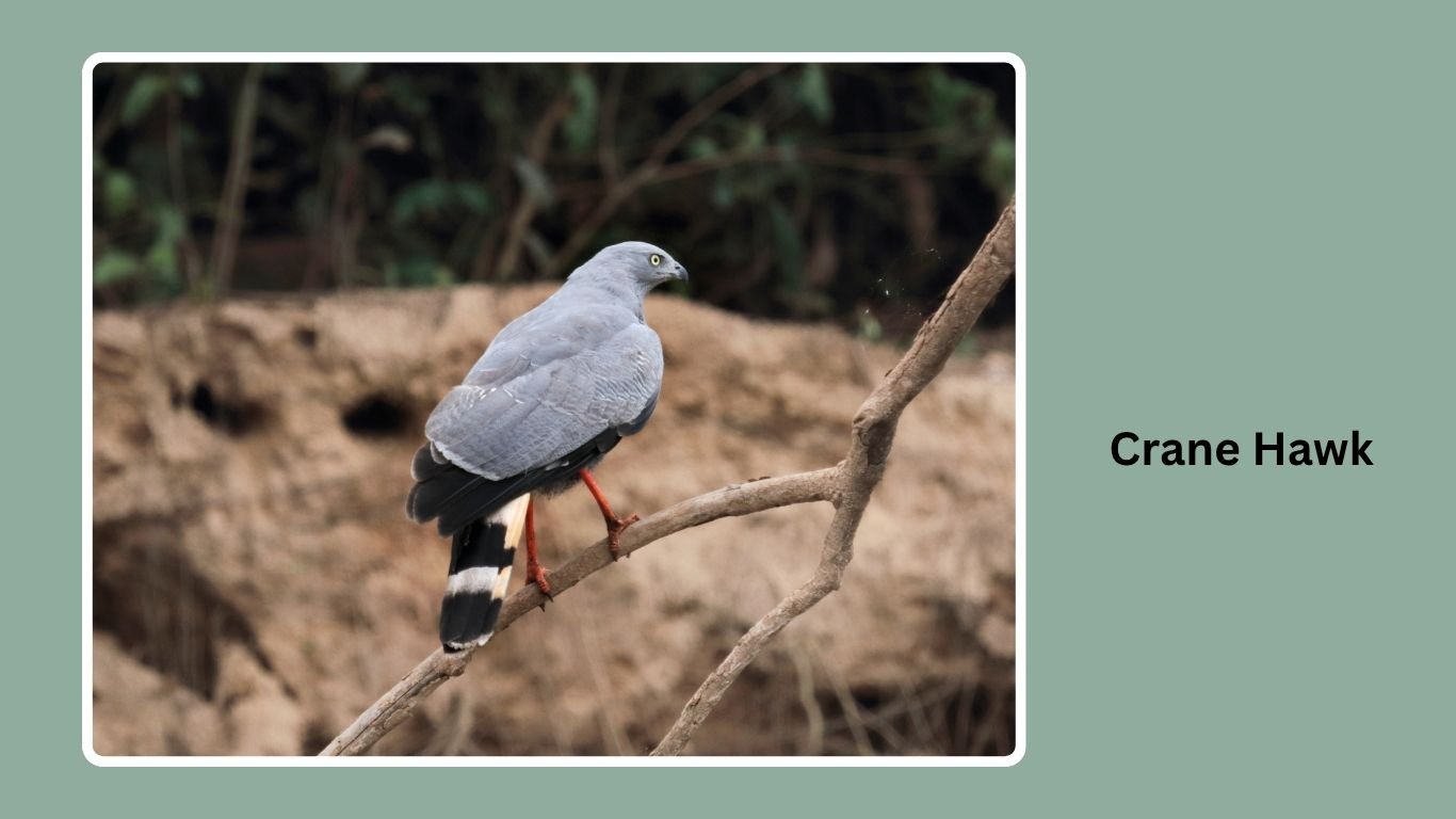 35 Types of Hawks: Identification With name and Images