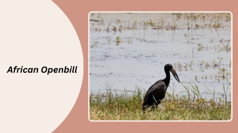 19 Types of Storks: Identification with Images and Features