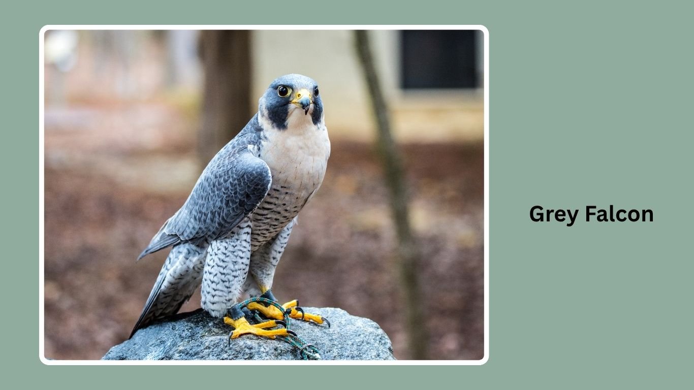 20 Types of Falcons Birds: Identification With Name & Images