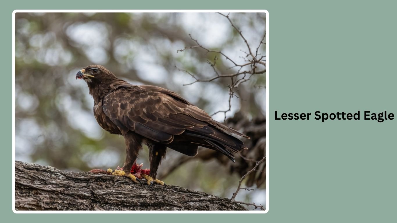 25 Types of Eagles Around the World: Identification With Picture