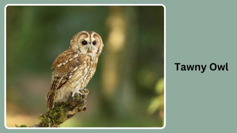 32 Types of Owls: Common species (Name With Picture)