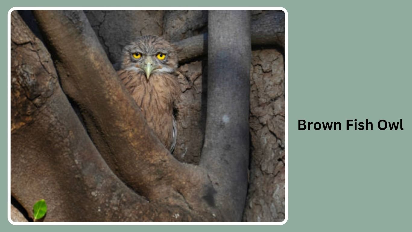 32 Types of Owls: Common species (Name With Picture)