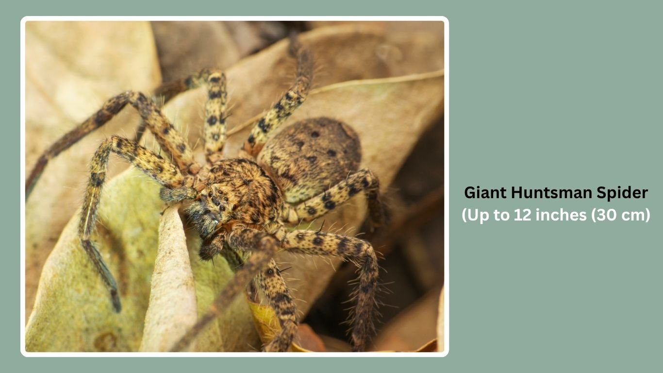 17 Largest Spiders in the World (Ranked by Size)