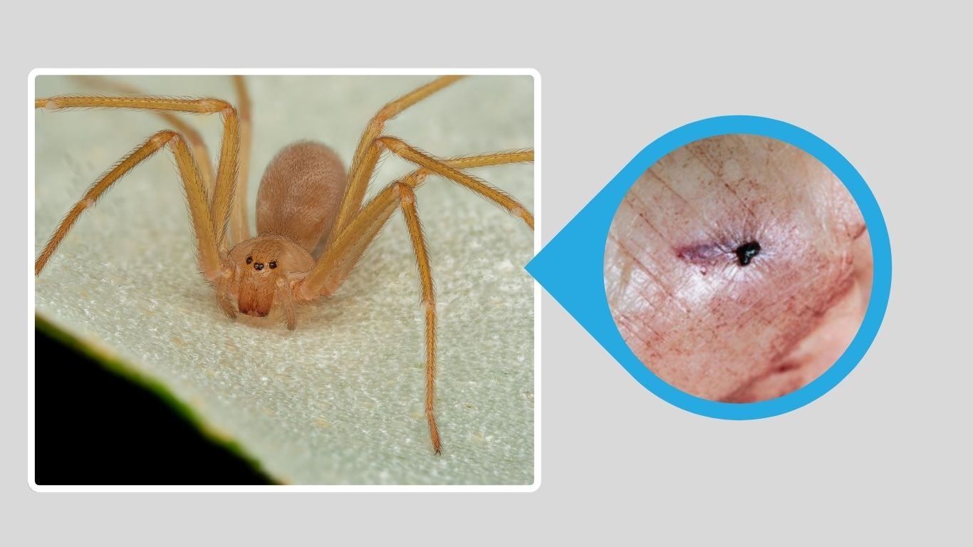 15 Types of Recluse Spiders: Identification, Habits, and Bite Symptoms
