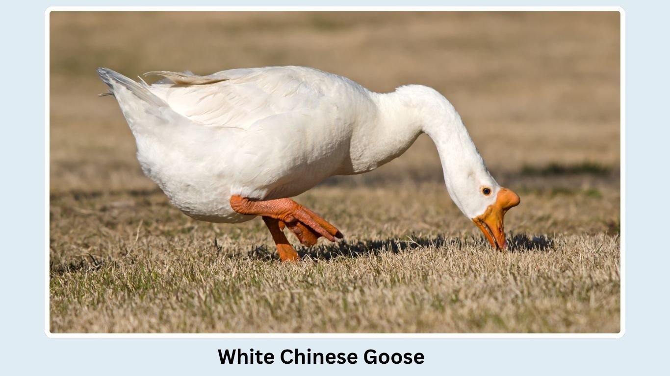 14 Types of Completely White Geese (Identification & Growth Details)