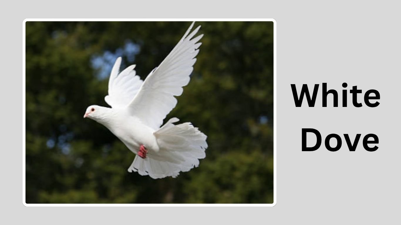 10 Types of White Dove Birds: Identificaton With Images