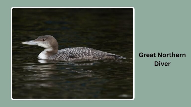 12 Types of Loons (Divers): Pictures, Regions & Identification