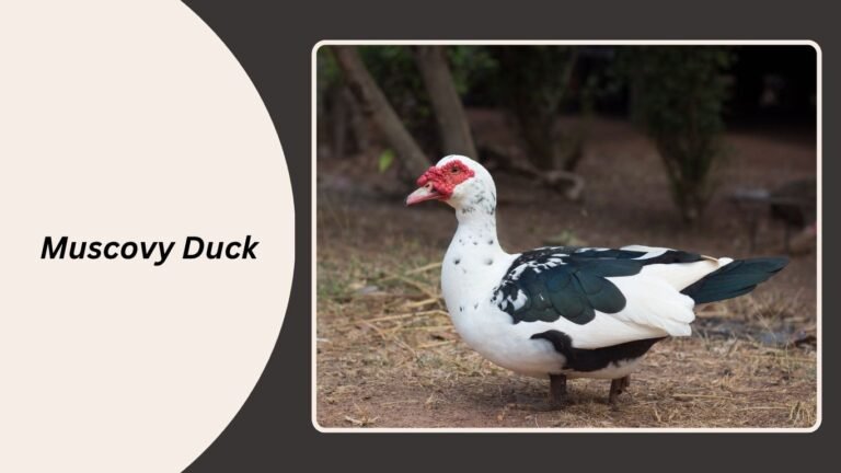16 Types of Common Domestic Ducks: Identification with Pictures
