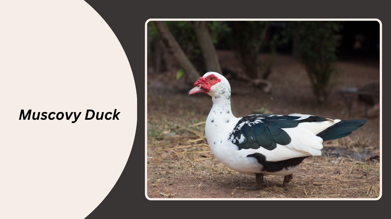16 Types of Common Domestic Ducks: Identification with Pictures