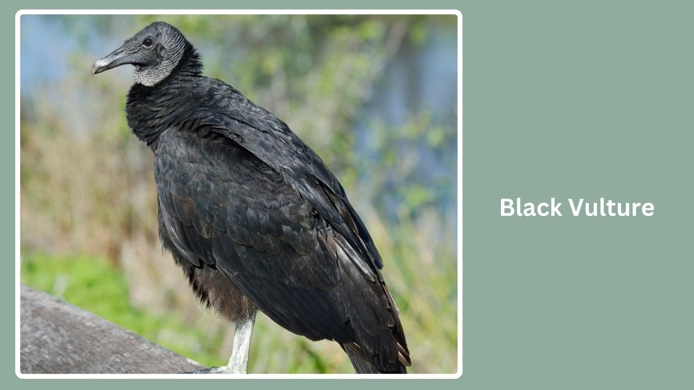 7 Birds That Eat Dead Animals: Identification with Pictures